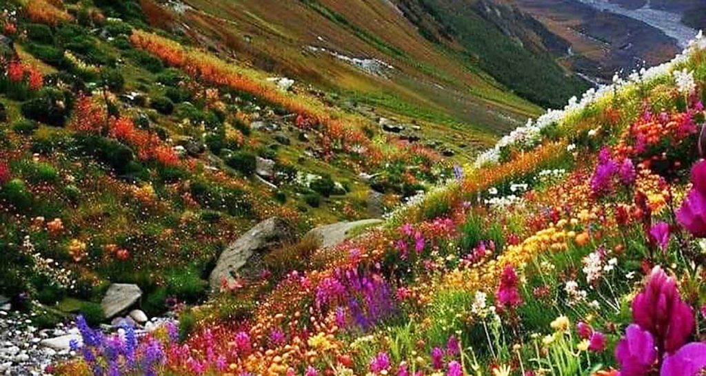 Uttarakhand’s Valley of Flowers opens to tourists | Akashvani News