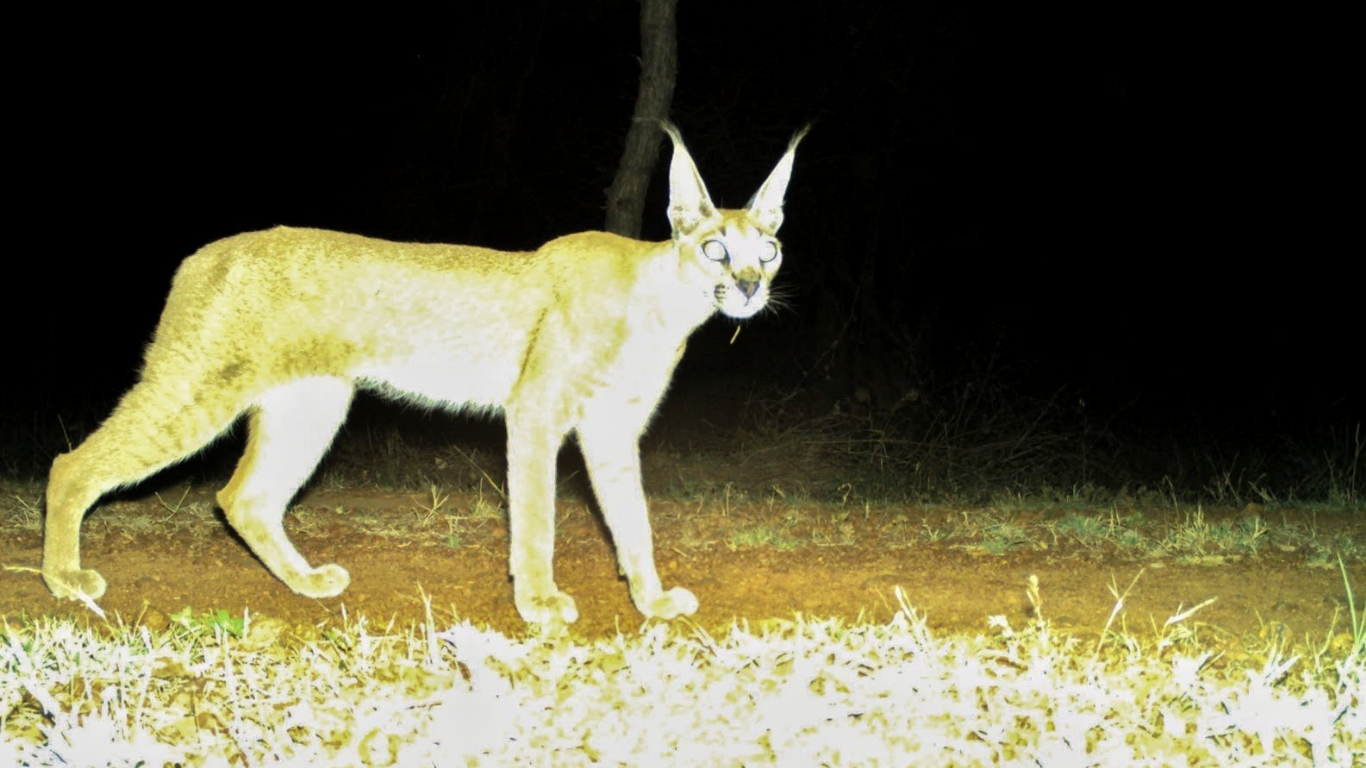 Rare wild cat Caracal spotted in Kuno National Park after several ...